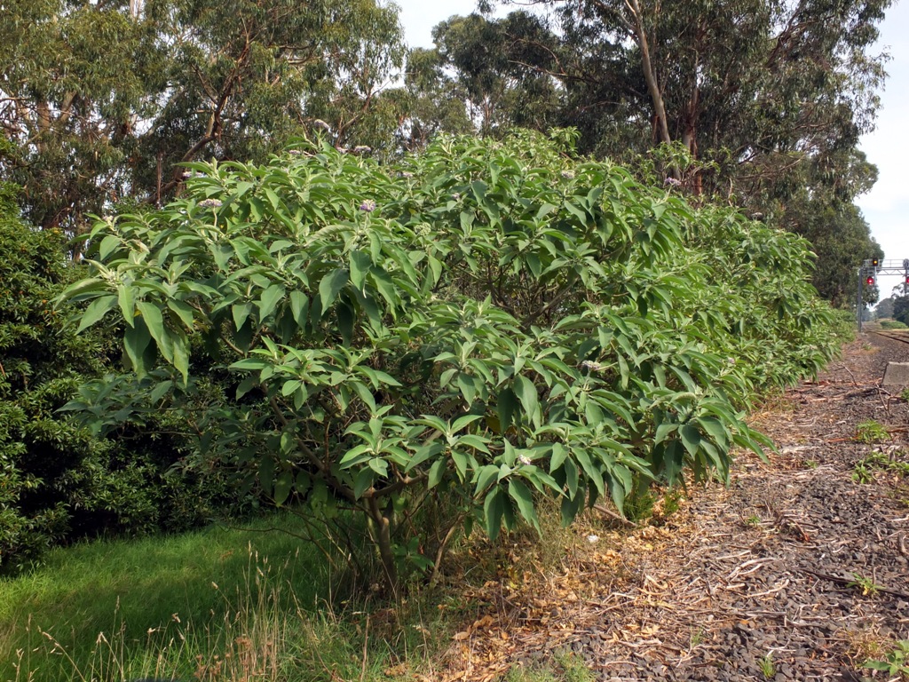 Friends of Drouin's Trees: Two Tree Weeds