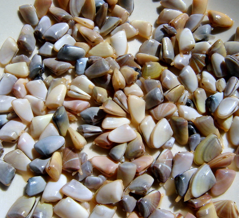 professor fish heads: The Ridiculously Small Bean Clam