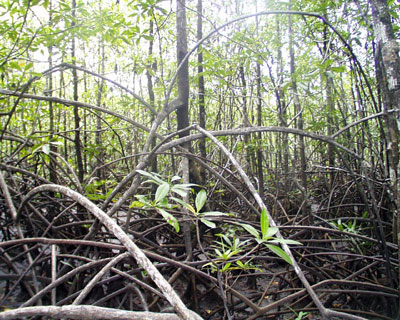 ECOSISTEMAS DE COSTA RICA: MATORRAL DENSO PANTANOSO DOMINADO POR MANGLES