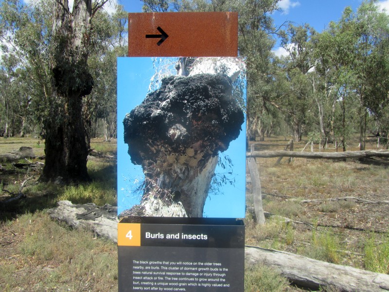 TRACKS, TRAILS AND COASTS NEAR MELBOURNE : Barmah National Park ...