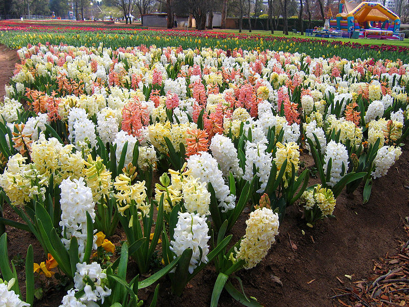 HOW TO PLANT AND GROW HYACINTHS |The Garden of Eaden