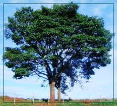 COPAi es Aceite puro de COPAiBA su MEDiCiNA EN CASA : EL ÁRBOL DE LA ...