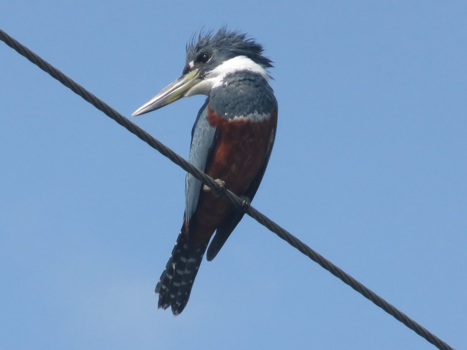 blogphotosilvana: Martin pecheur, Costa Rica