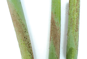 Cebolla (allium cepa L.)