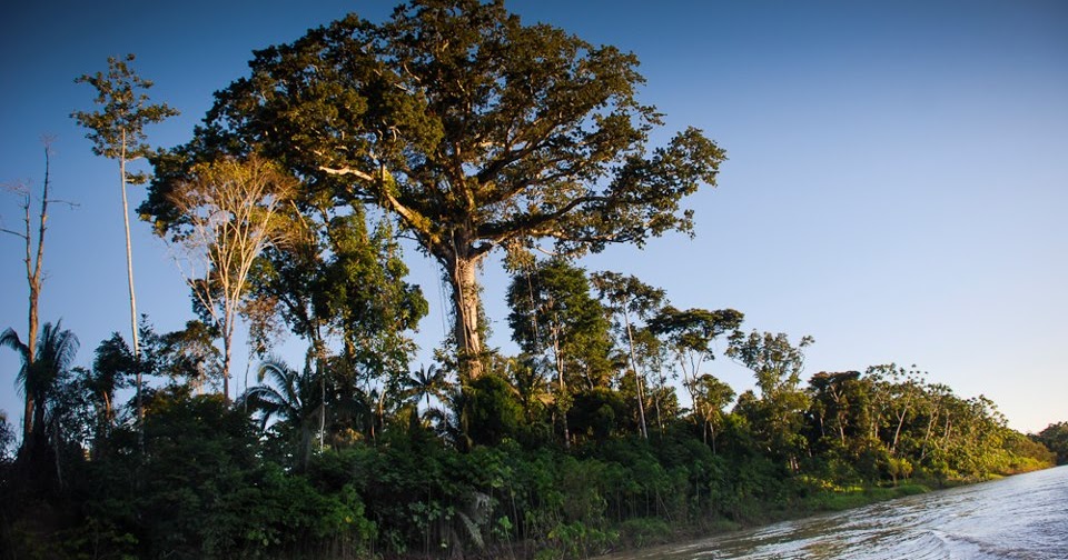 NAEI Vila Ipiranga: SAMAÚMA – A GIGANTE ÁRVORE DA AMAZÔNIA