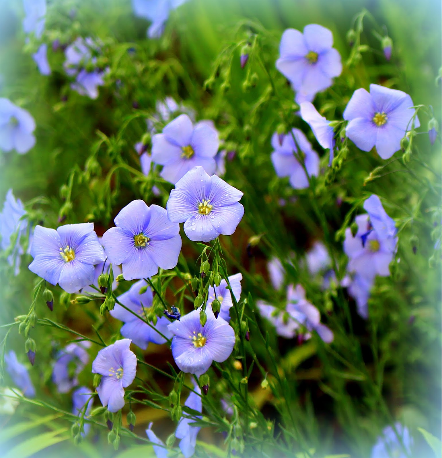 Roses du jardin Chêneland: Lin vivace au fil des jours...