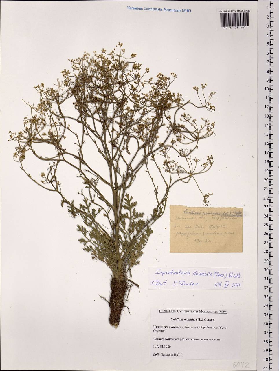 Всё о бегониях и не только...: Сапожниковия растопыренная ...