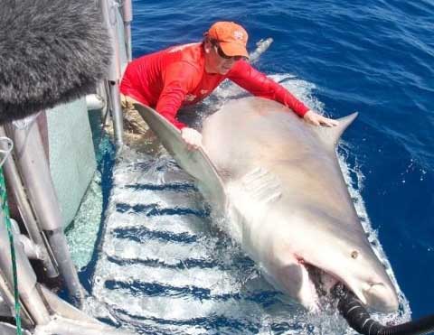 Curiosidades del Mundo: Tiburón Toro Gigante sorprende a científicos.