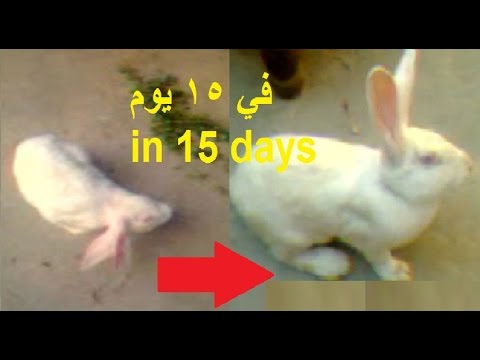 Adhesion of type A Pasteurella mulocida to rabbit pharyngeal cells