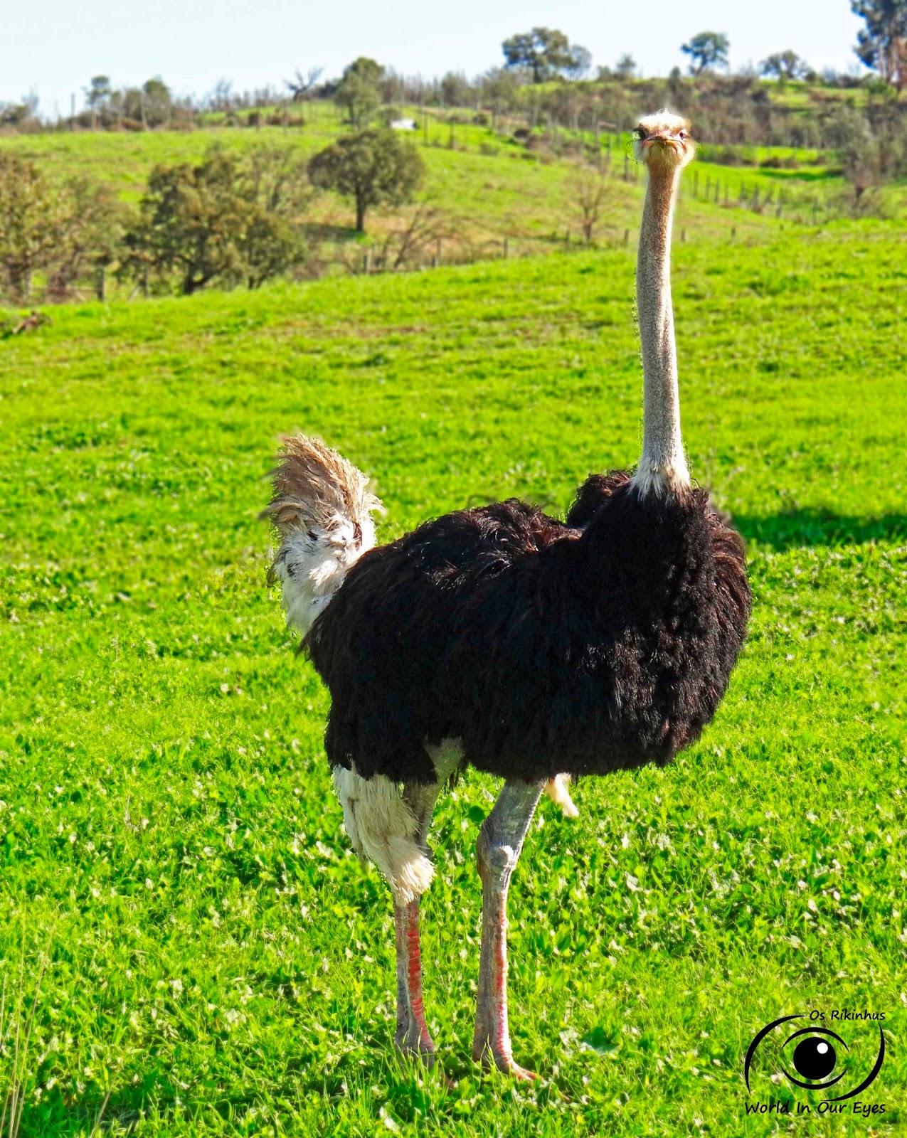 Os Rikinhus: Família "Struthionidae" (Avestruz)