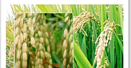 Jenis-Jenis Tanaman Padi (Oryza sativa. L) | SeputarPertanian.Com
