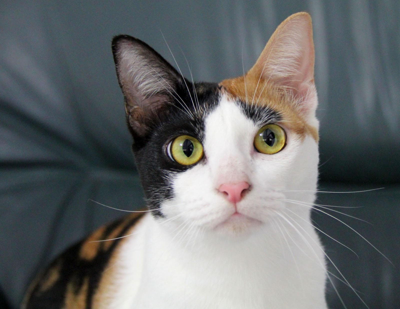 Natural PawPals: Most Beautiful DSH Cat Contest 2012