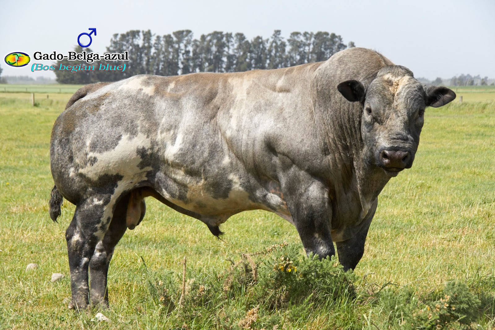 Zoologia: Gado-belga-azul (Bos belgian blue)