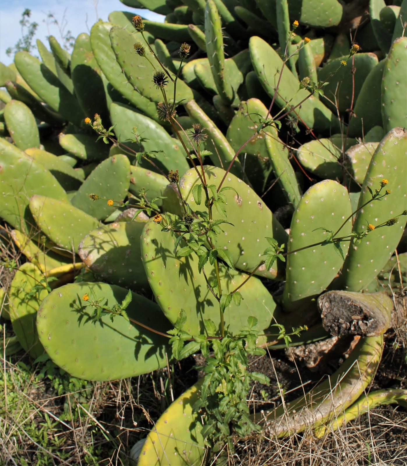 Bidens pilosa L. Amor seco, Brujilla.