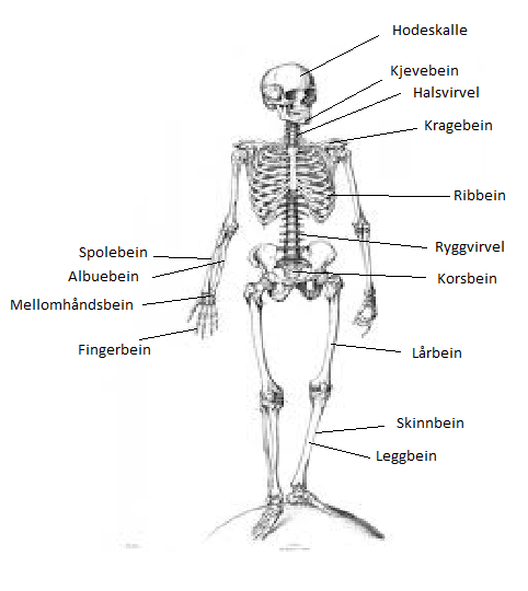 Skole blogg: Kap. 9 og 10