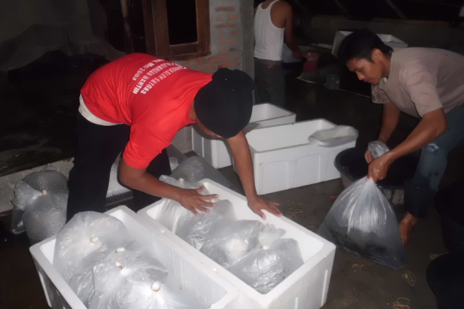 Jual Bibit/benih lele sangkuriang x phyton dan benih Ikan Air Tawar ...