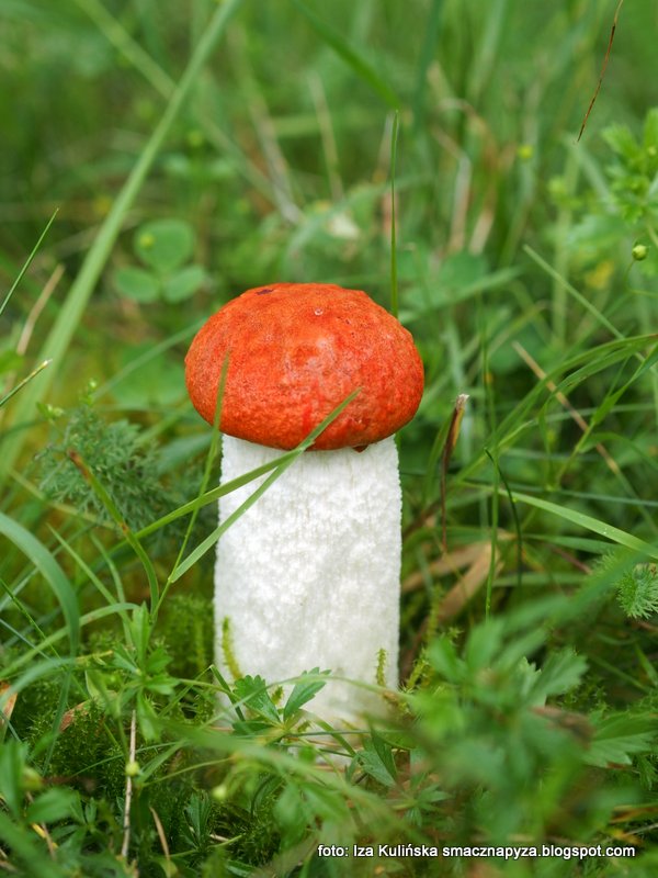 Grzyby gatunkami. Koźlarz czerwony | Smaczna Pyza