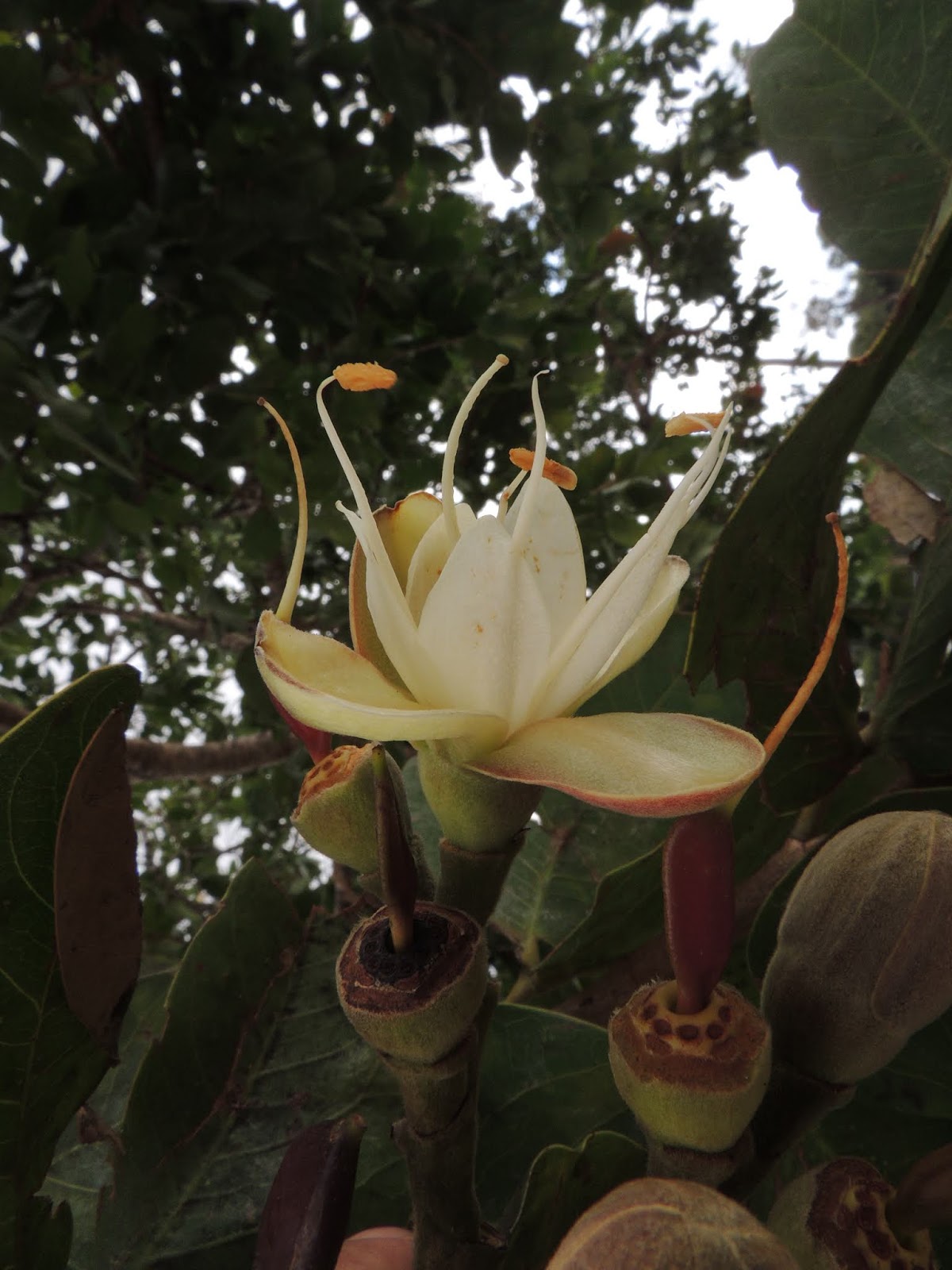 Fabaceae - Leguminosae no Brasil: Hymenaea
