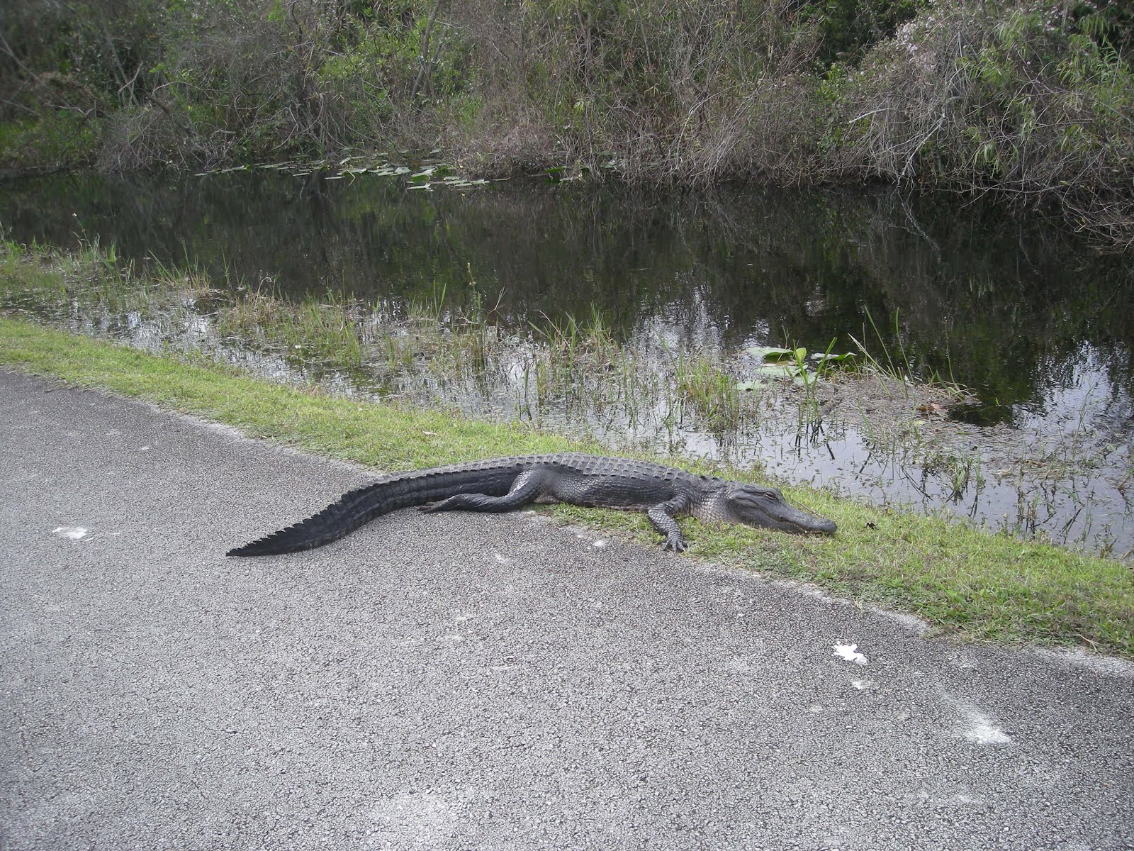 On the Road Again: Shark Valley-Everglades Florida