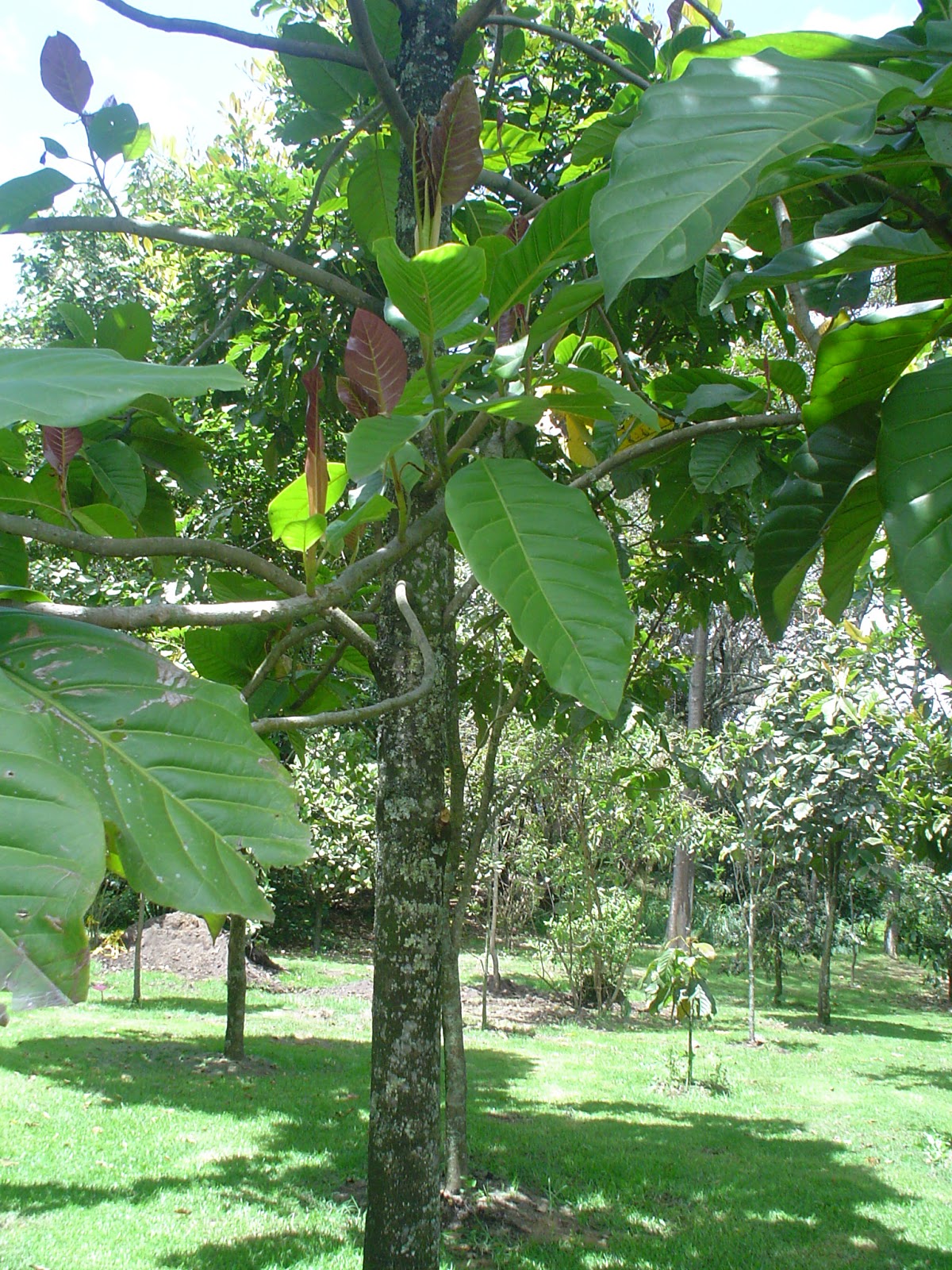 Biota Colombiana: Motta Ramos Nicolle-Magnolia hernandezii- Molinillo.