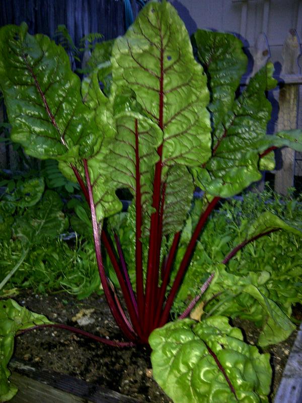 The Slow Life: Giant Heirloom Swiss Chard