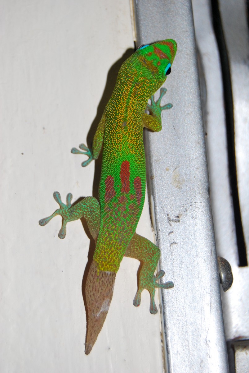 Anne-Claire & David à Mayotte...: Les animaux de Mayotte