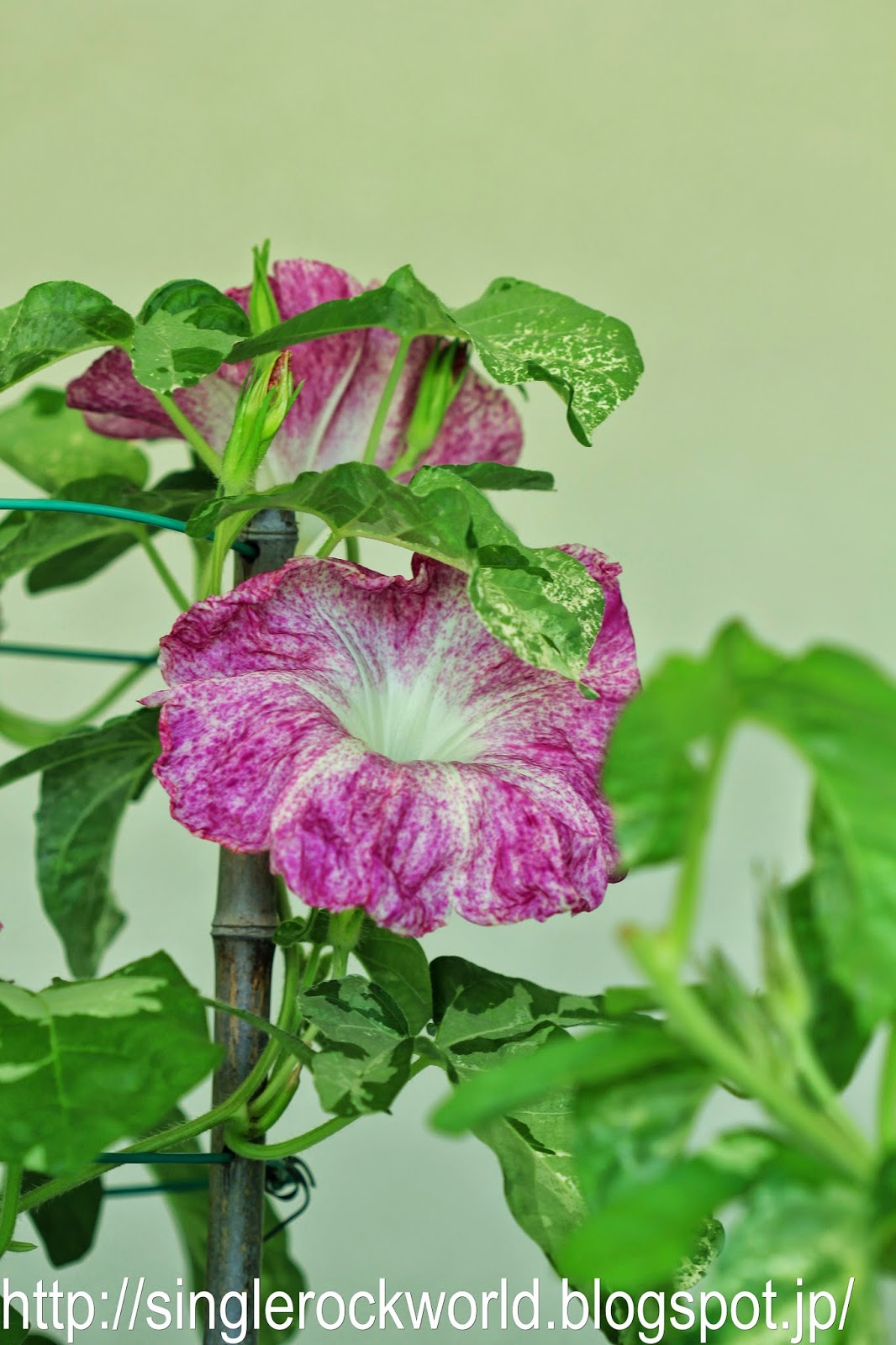 Let's wake up early and meet the morning flower |singlerockworld A ...