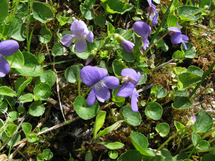 Studies of Plants and Wildlife: Road Trip to Fairbanks, Day 8, Part 2 ...