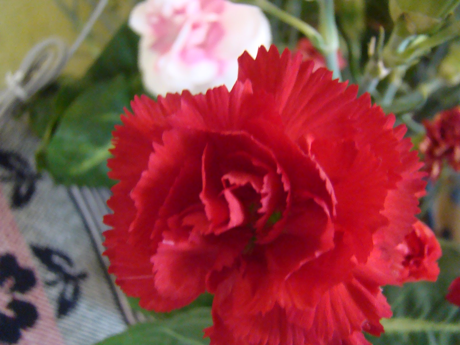 Flores Pinturas y otras cosas guays: CLAVEL DIANTHUS CARYOPHYLLUS