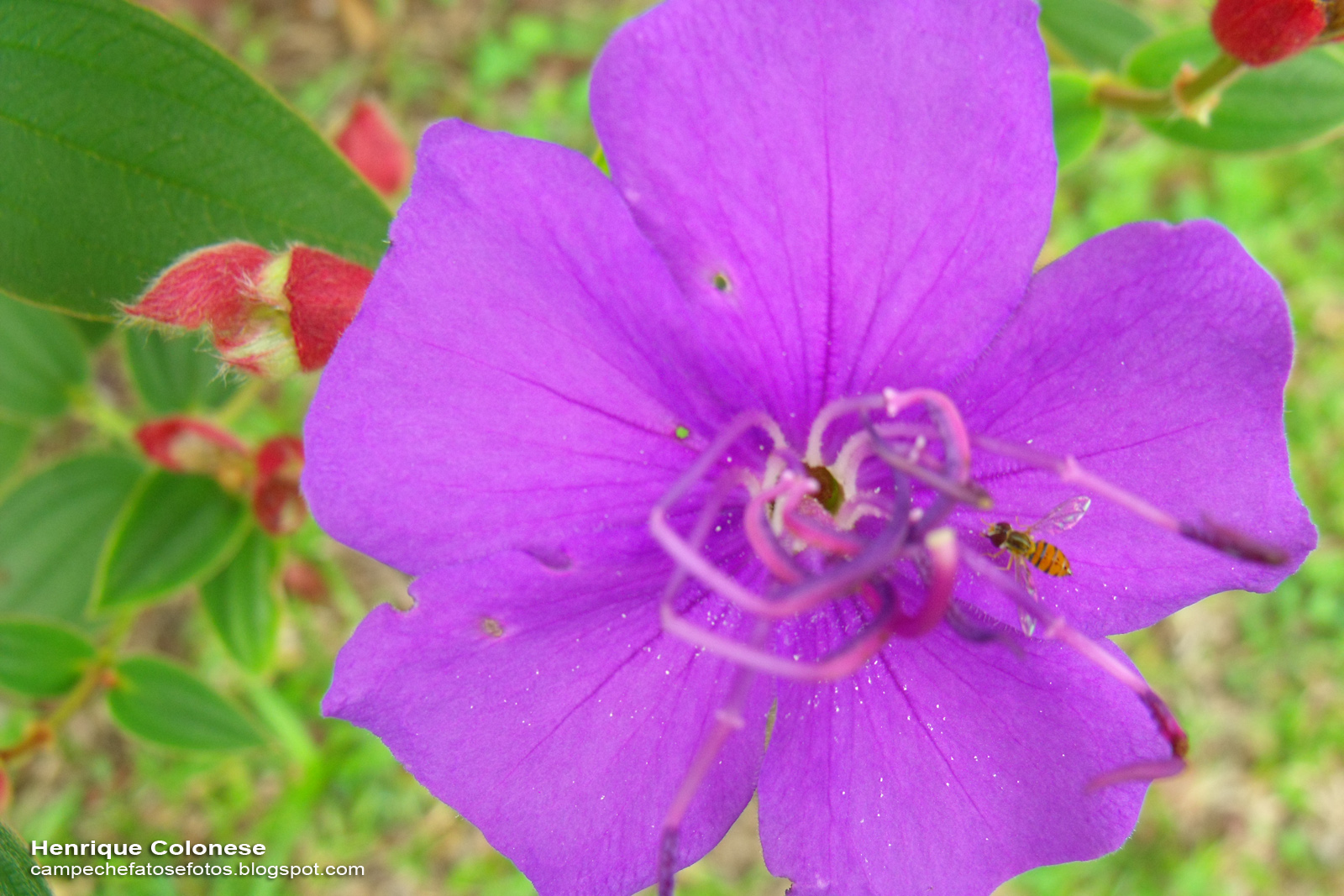 Flores Diversas - Campeche Fatos e Fotos