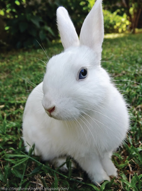 Cute and funny pictures of animals 64. Bunnies 8.