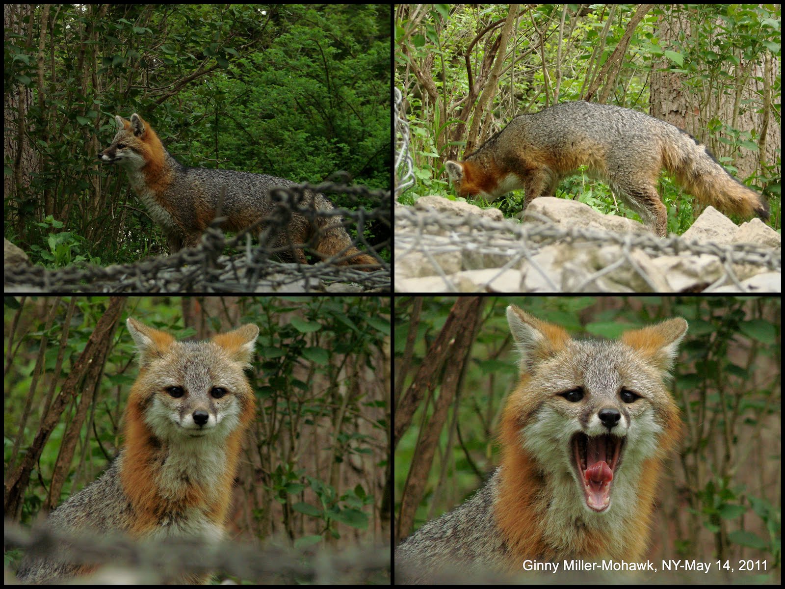 Photography By Ginny May 14 2011 The Old Gray Fox Pair