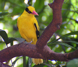 Wahyudi Blog !: Burung Kepodang, Fauna Identitas Provinsi Jawa Tengah
