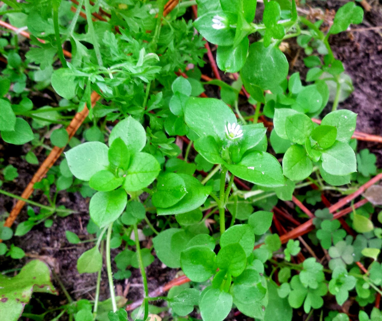 There's a Reason its Called Chickweed - Fresh Eggs Daily® with Lisa Steele