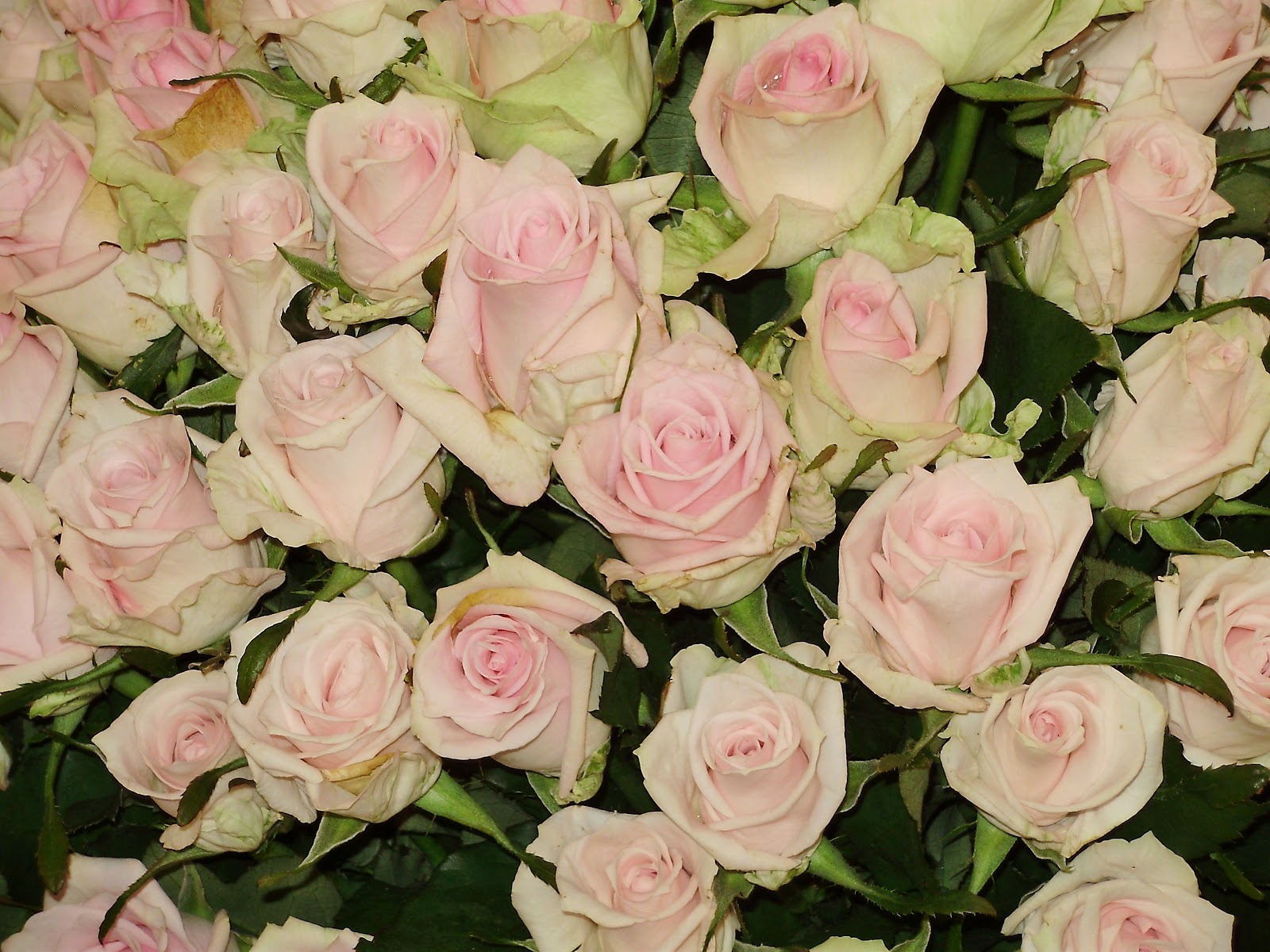 DK's Craft Café: Happy Easter! Roses for You :)