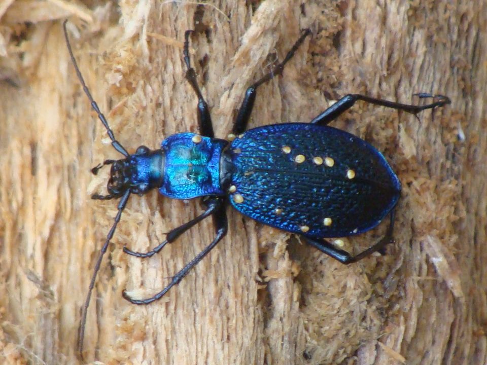 Beetles from Romania: Carabus (Chaetocarabus) intricatus
