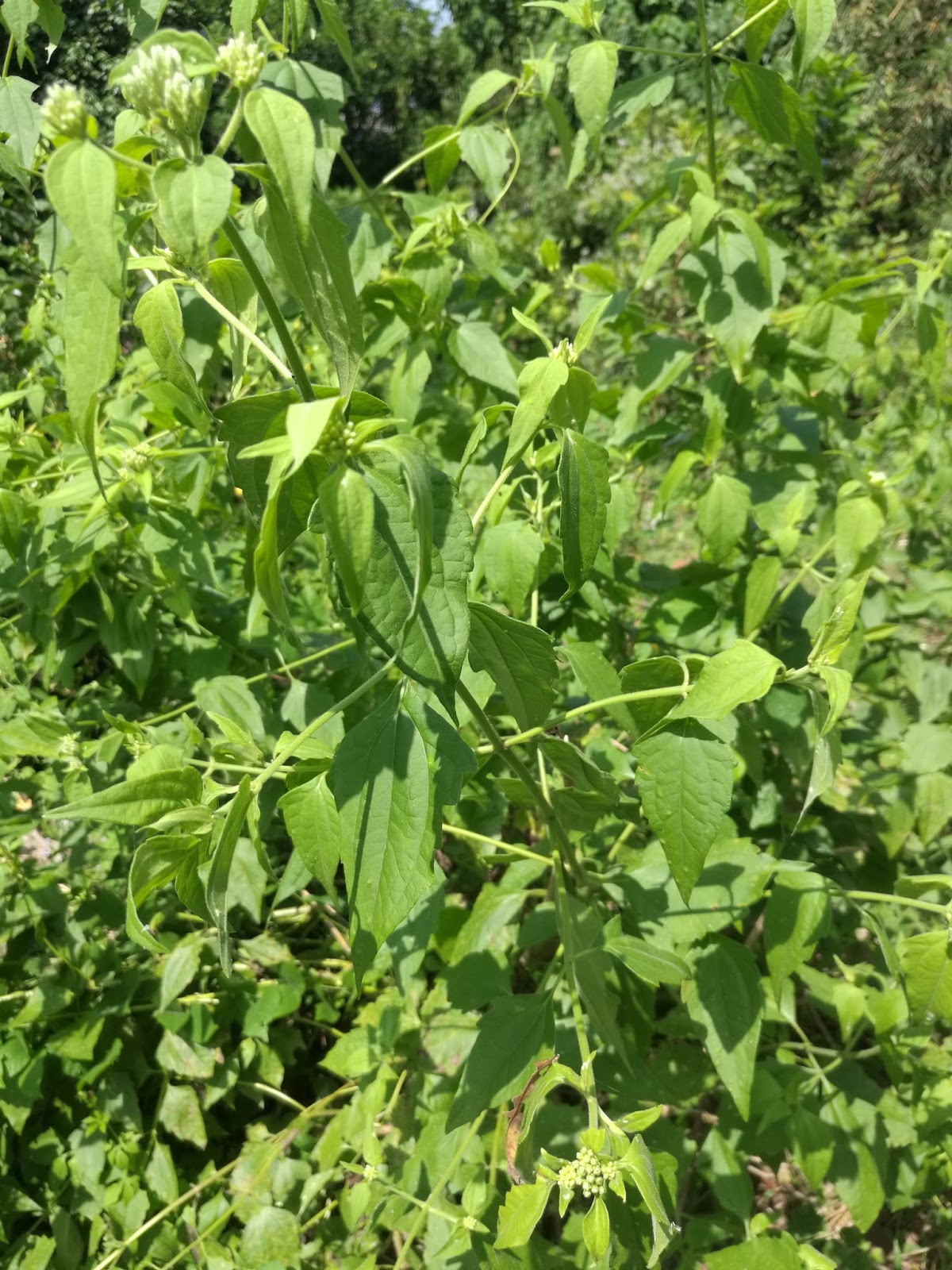 AceShooter6: CARA MENGURANGKAN BAU GETAH SKRAP SECARA CEPAT.