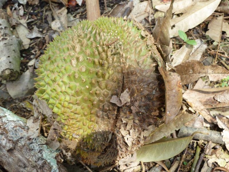 Durian Info: Uneven Fruit Ripening (UFR); Wet Core and Tip Burn In Durian