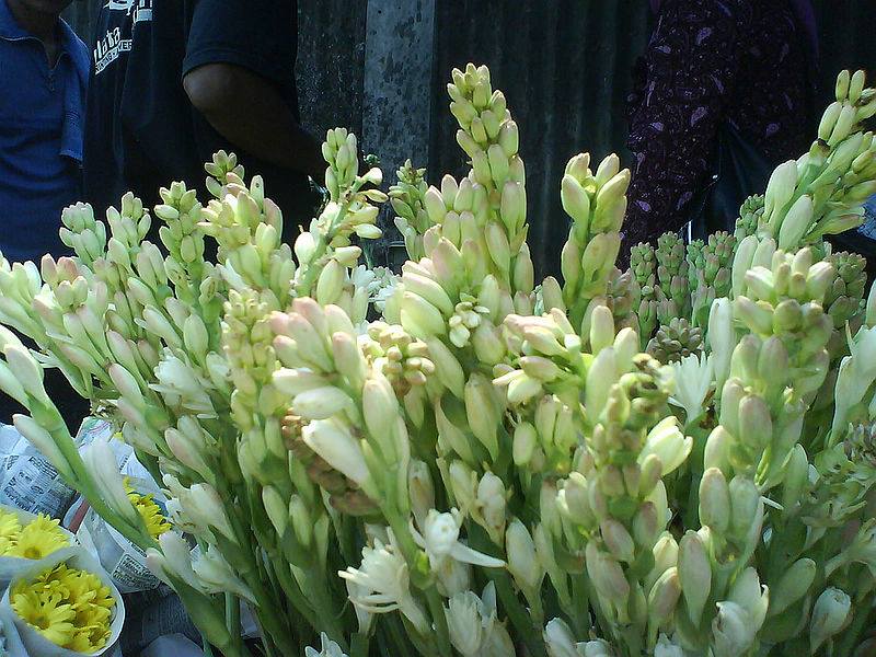 PERSATUAN BELADIRI BUDI SUCI: BUNGA TUJUH RUPA (kembang pitung werno ...