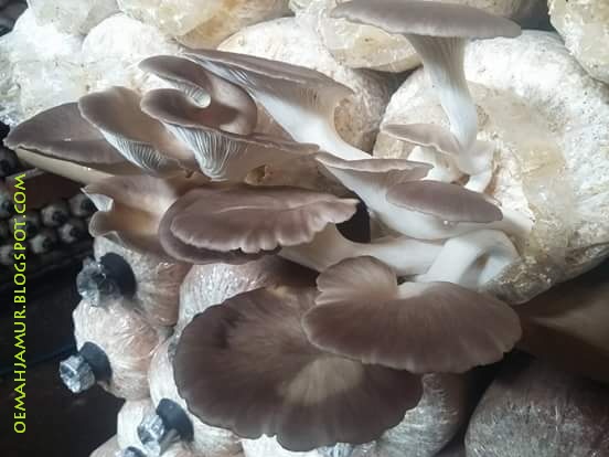 Jamur Tiram Coklat (Pleurotus Cysditious) | Oemah Jamur