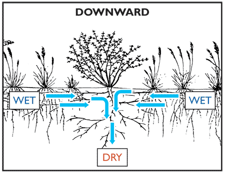 Earth's Internet & Natural Networking: Roots: 'Hydraulic Lift and ...