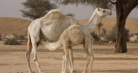 Anak Unta Yang Cerdas - Care 'n Share