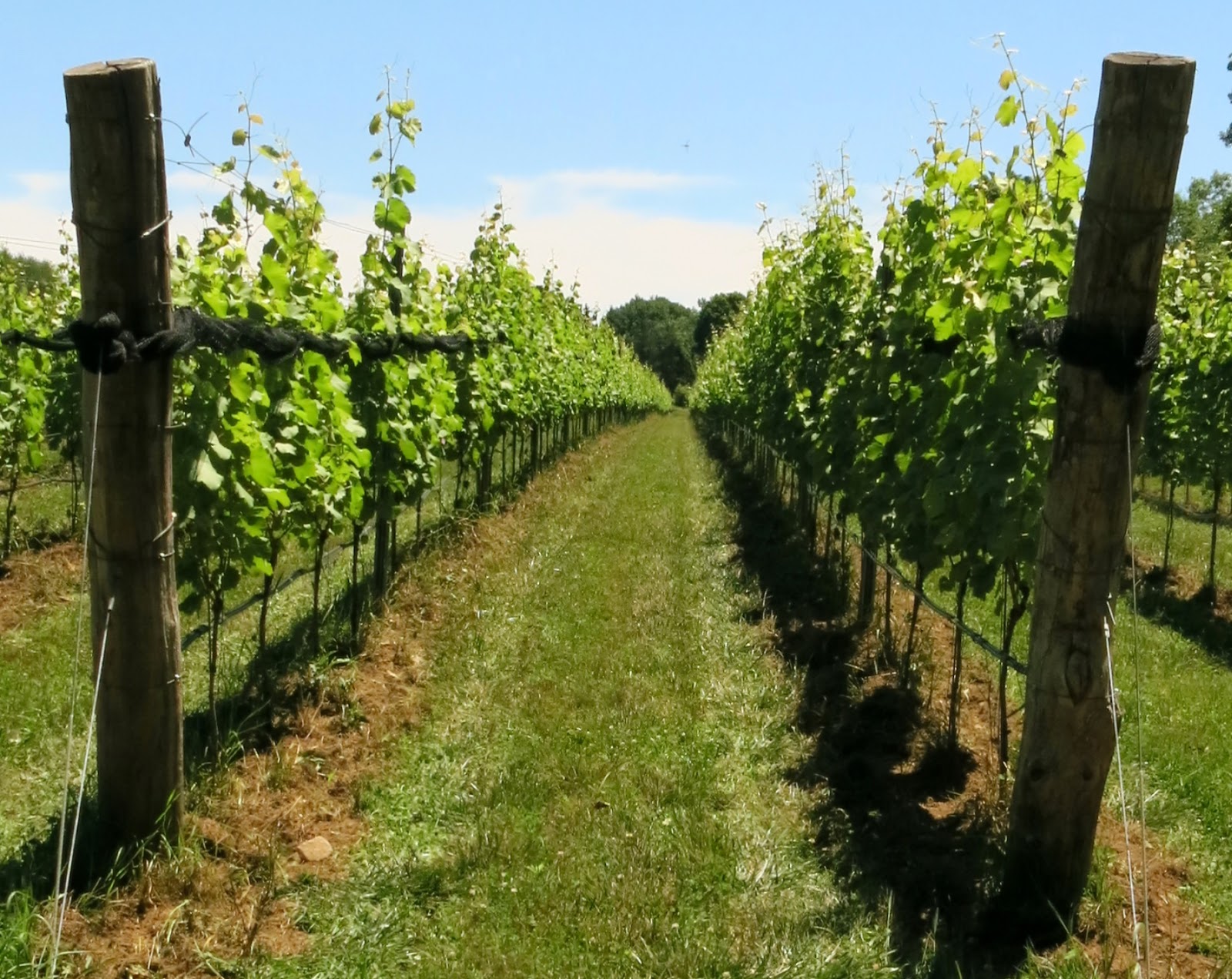 EnoViti: Hedging Duties in the Vineyard