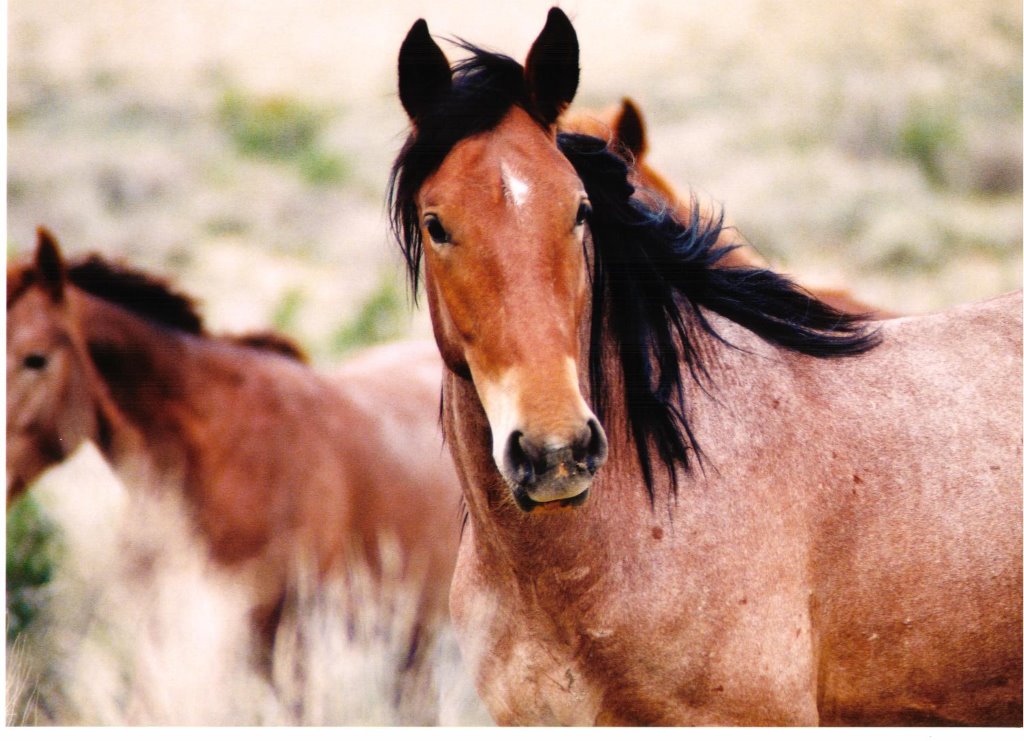 John Bradford Branney Author The Nature Of A Wild Horse Herd WHEN LEAVES CHANGE COLOR John Bradford Branney Author The Nature Of A Wild Horse Herd WHEN LEAVES CHANGE COLOR