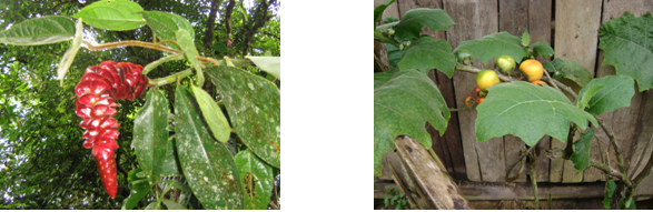 SANTA CECILIA TERRITORIO DE BIODIVERSIDAD CULTURAL: CORREGIMIENTO DE ...