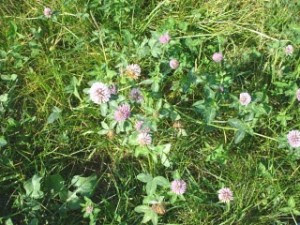 FAUNA E FLORA E OUTROS: LUZERNA--a riqueza de uma planta que também é ...