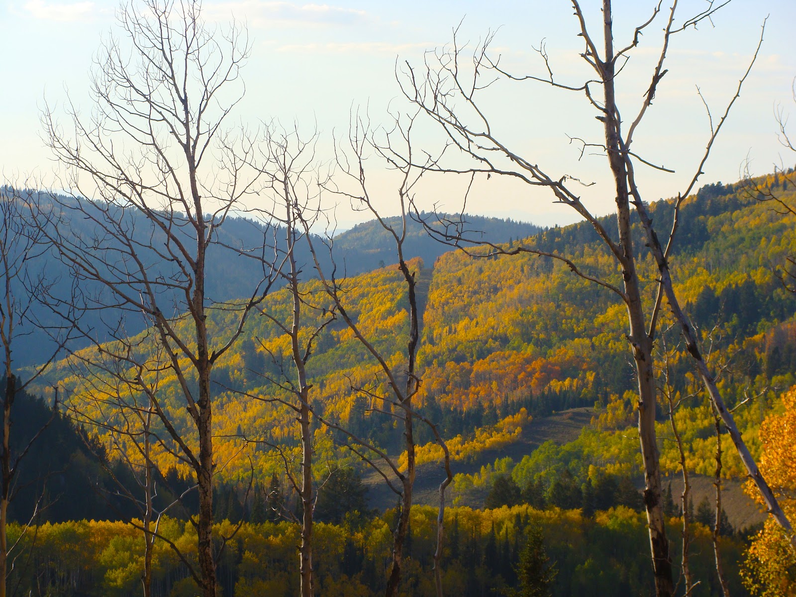 Urth Picture Post Aspens In Wolf Creek Pass