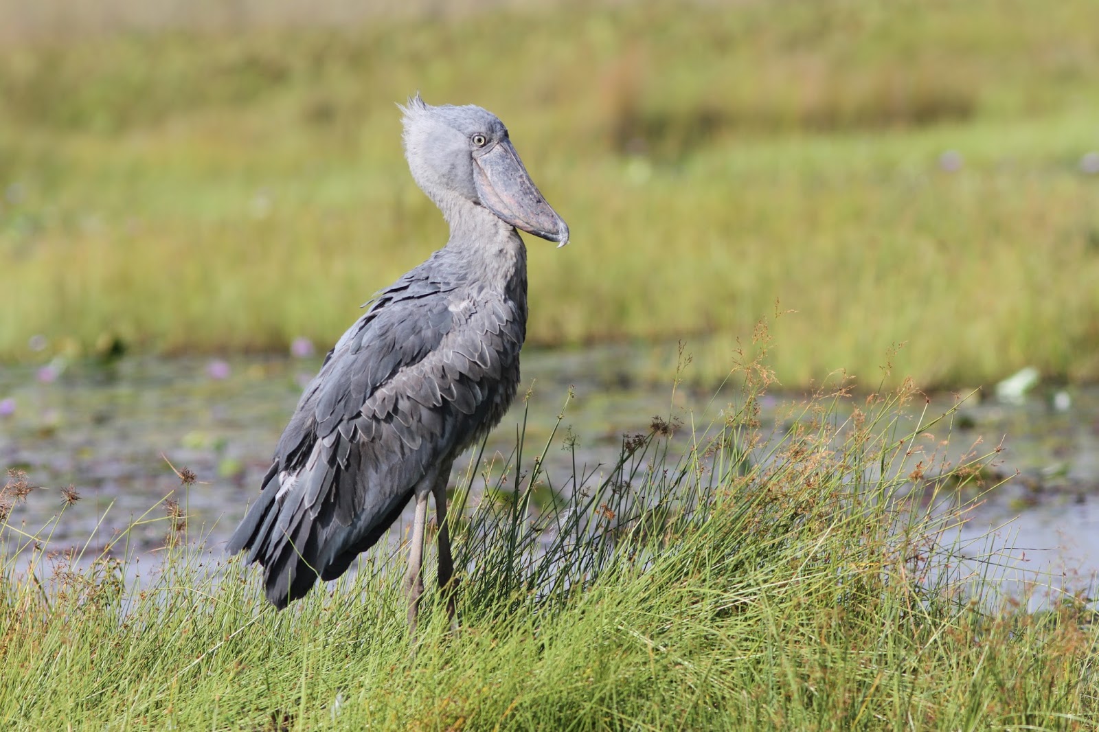 theragingbirder: The Shoebill