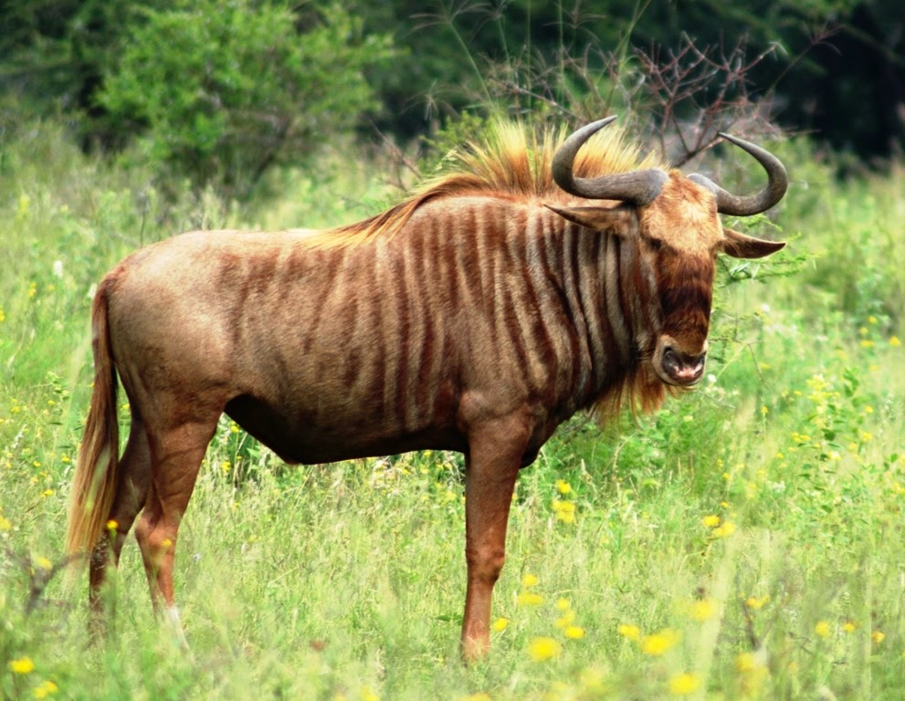 Record price for buffalo: Record price for Golden Wildebeest