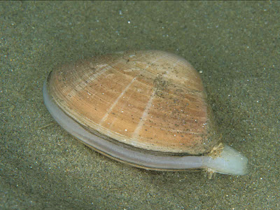 Variety of Life: Tellina